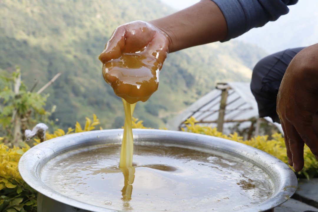 Mad Cliff Honey : Nepal’s Mountain Treasure - What The Nepal