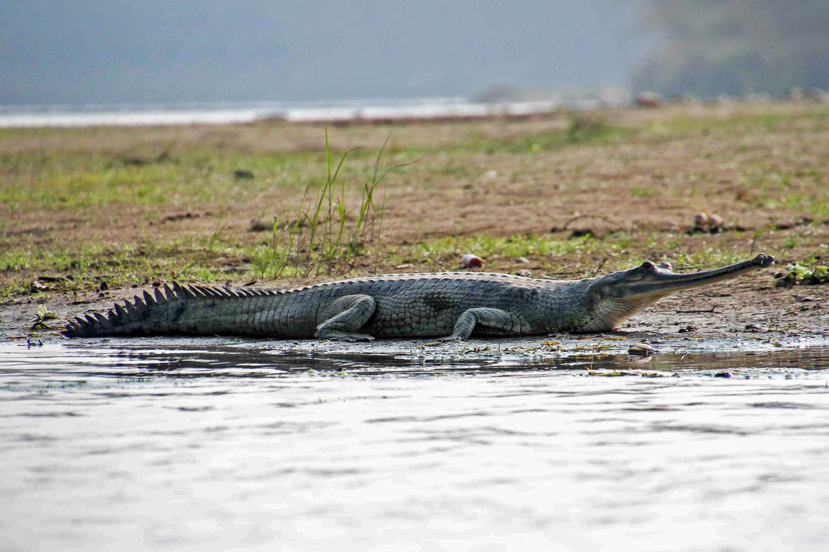 Release of Gharial Crocodiles in Rapti River for Conservation - What ...