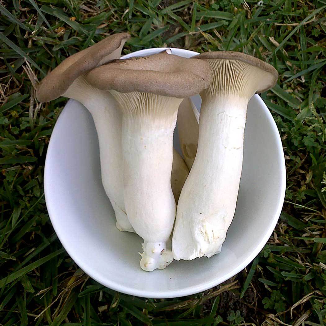 Why Raja Chyau is the King of Mushrooms in Nepal?